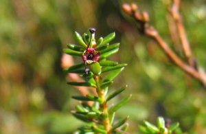 Lappilaiset marjat – terveydeksi – Lumen